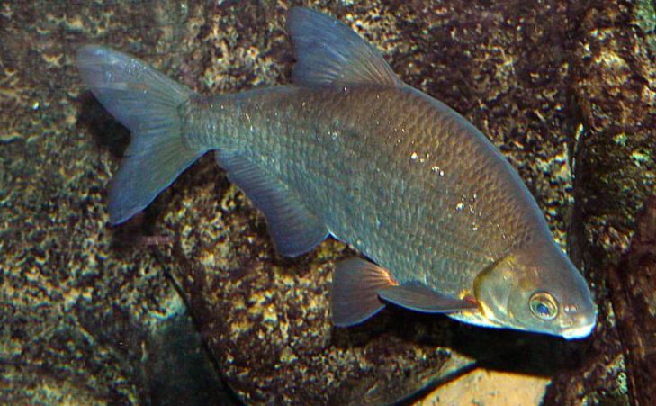 La brème - etangs-isere.fr